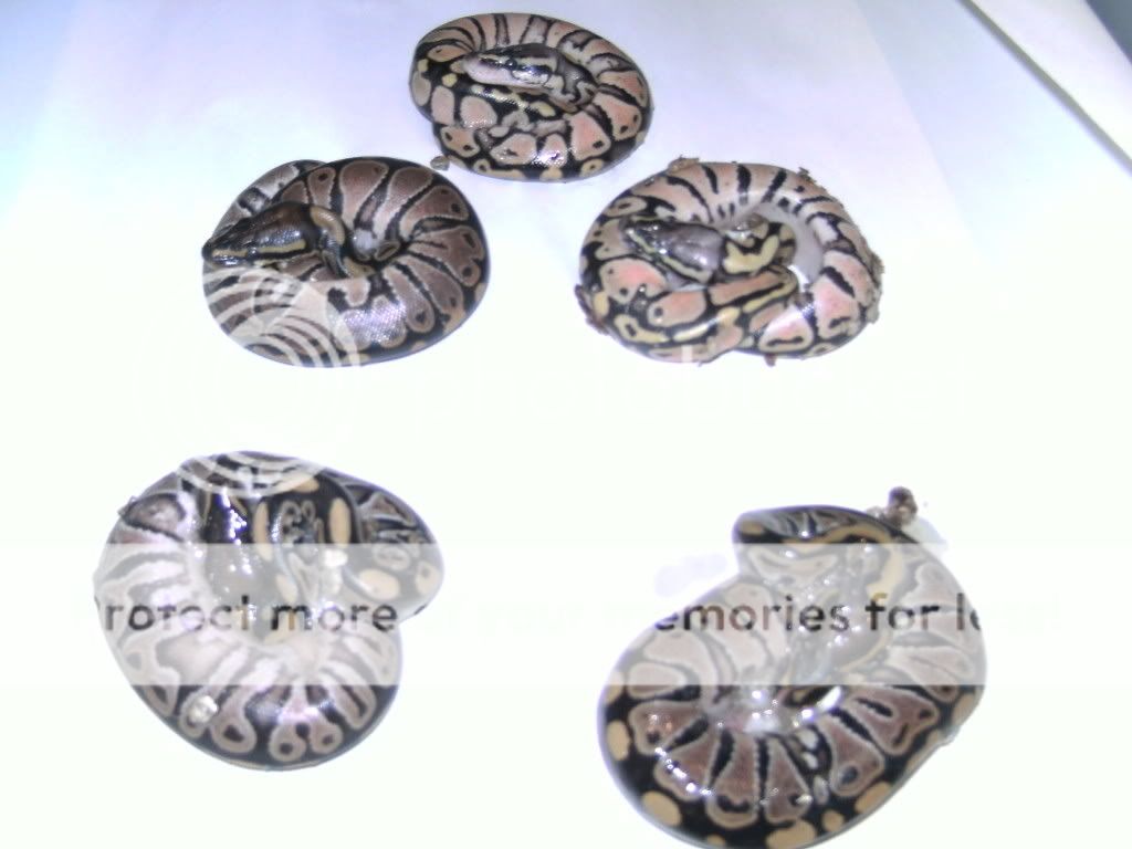 2012 Royal Python hatchling pics, post here! | Page 2 | Reptile Forums
