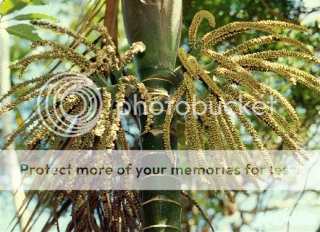 TIGER Palm Rare Zebra Striped LIVE Tree New Caledonia | eBay