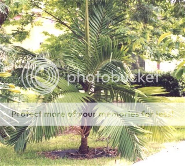 TIGER Palm Rare Zebra Striped LIVE Tree New Caledonia