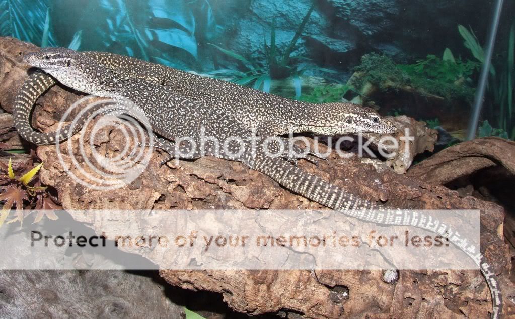 Proven Pair CB Timor Monitors for sale CHESTER | Reptile Forums