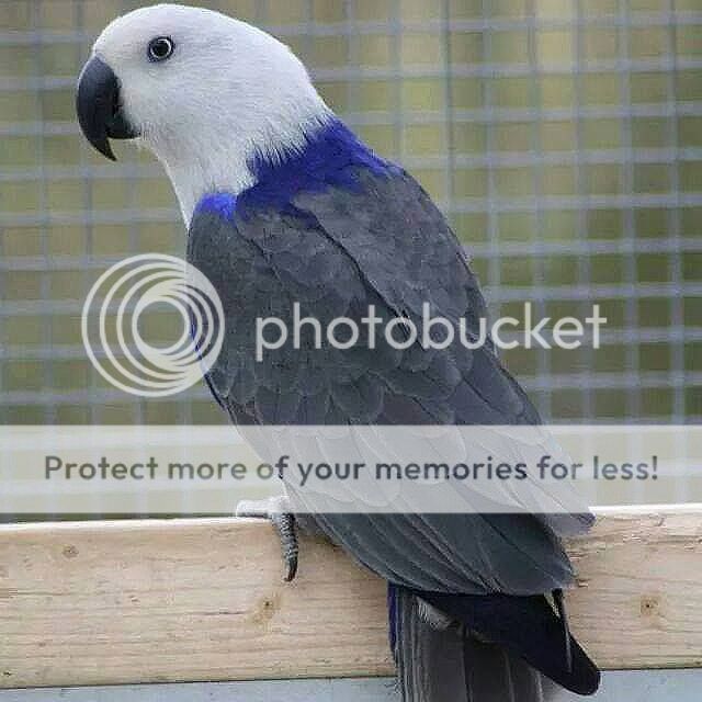 Female Eclectus mutation!